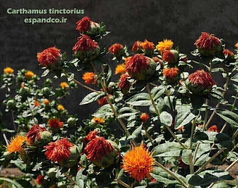 گیاه دارویی گلرنگ، کاشفه (10 گرم) Carthamus tinctorius | فروشگاه بذر ...