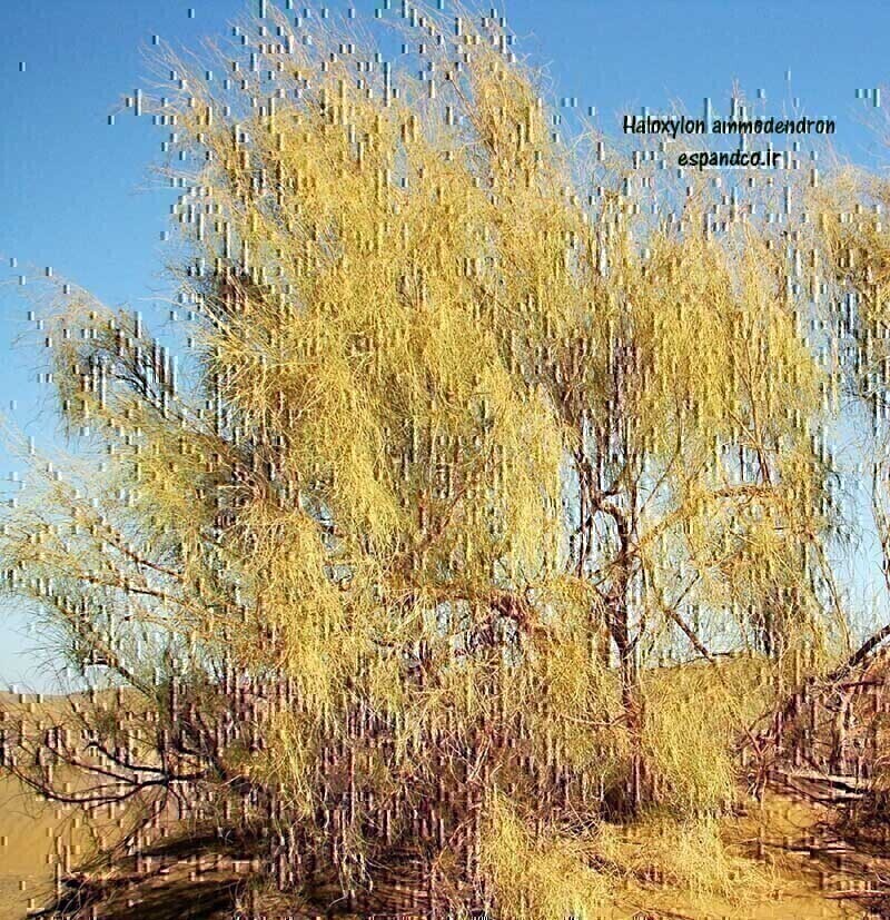 بذر تاغ، سیاه تاغ Haloxylon ammodendron | فروشگاه بذر اسپندکو